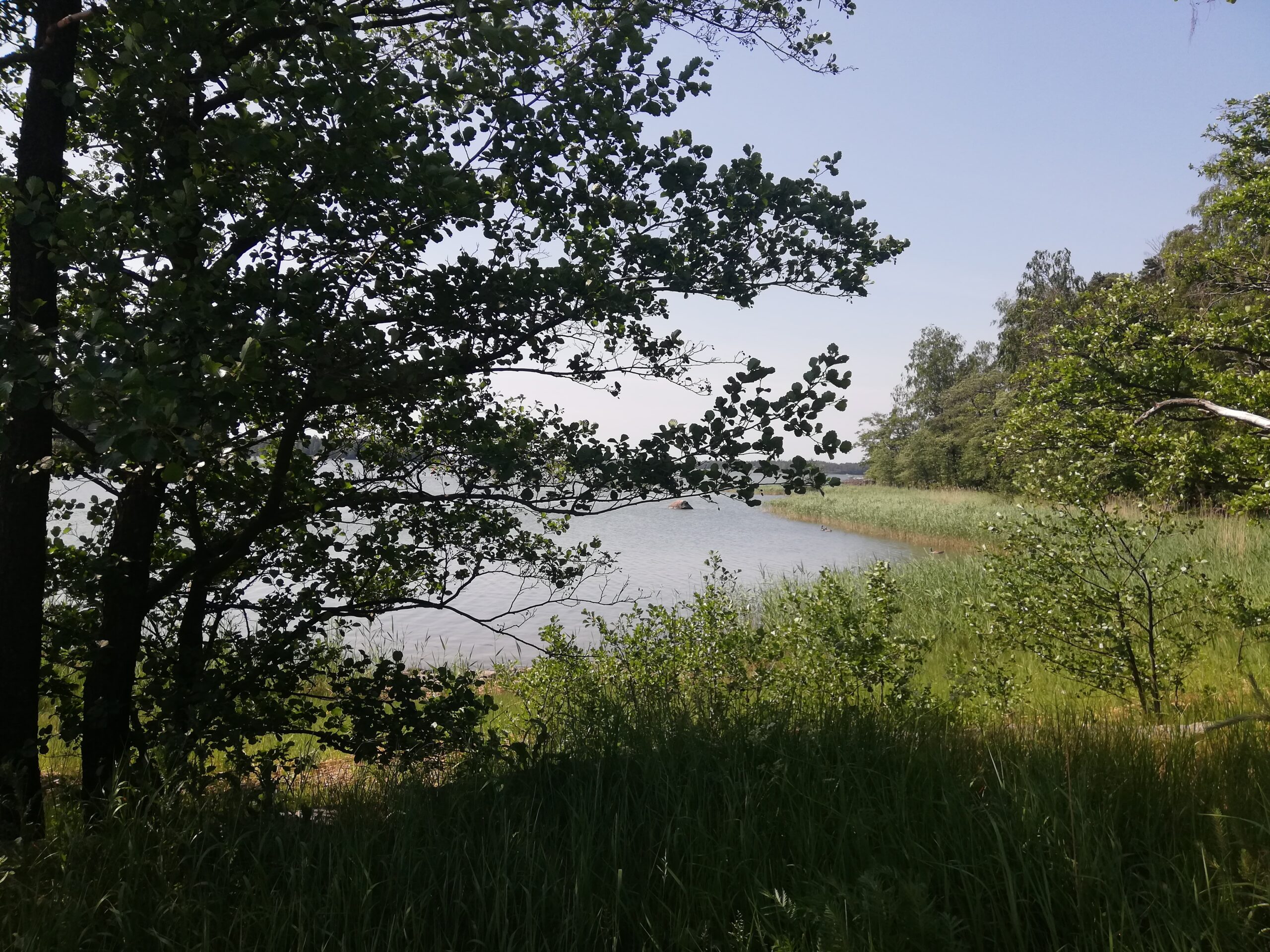 Young Academy Finland wishes you a happy summer! – Nuorten Tiedeakatemia